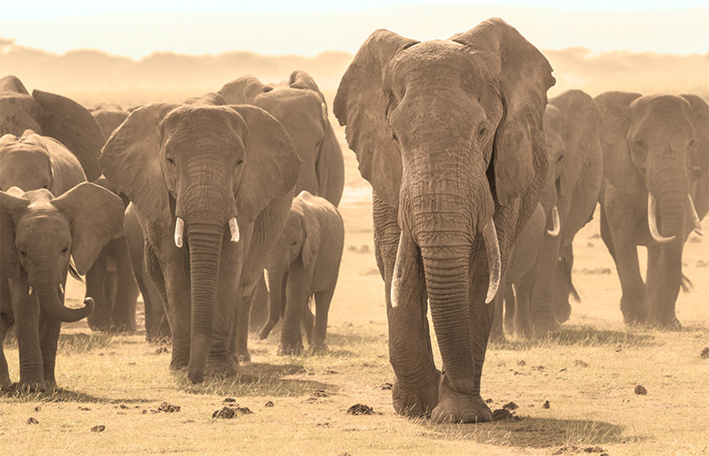 7 Ways to Become an Animal Activist - Live Life And Win